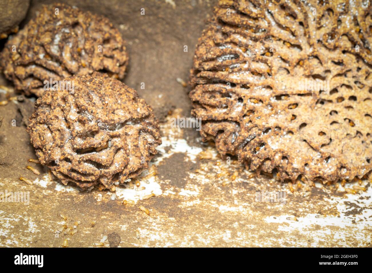 Image of termite nest and little termites. Insect. Animal Stock Photo ...