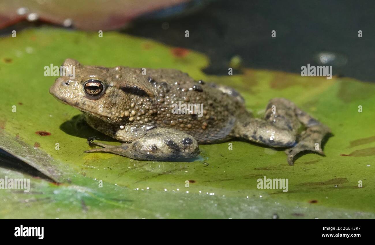 Selective focus shot of a toad on a leaf of an aquatic plant Stock ...