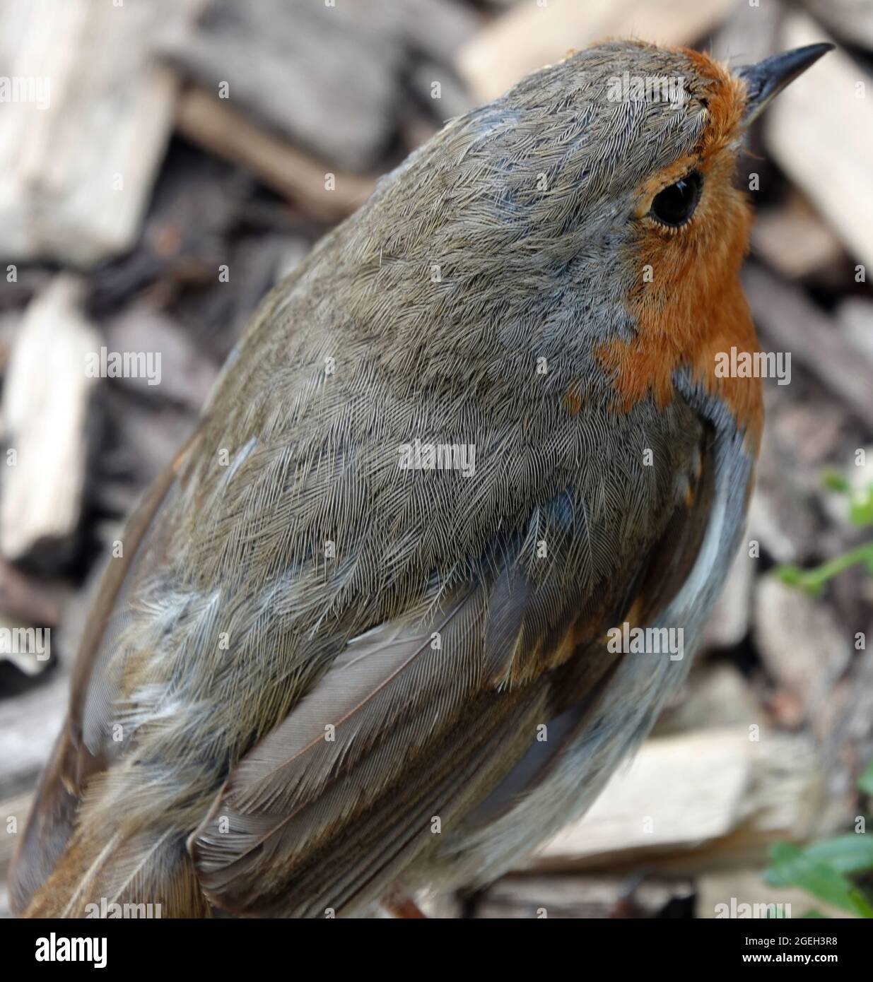 Robin bird on a ground with firewood Stock Photo - Alamy