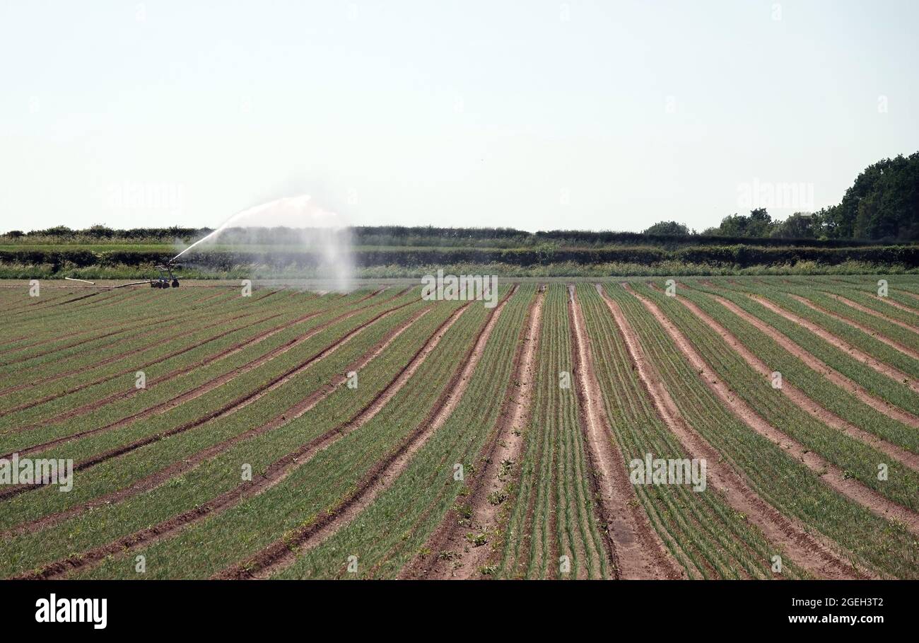 Field of crops in Nottinghamshire being watered Stock Photo - Alamy