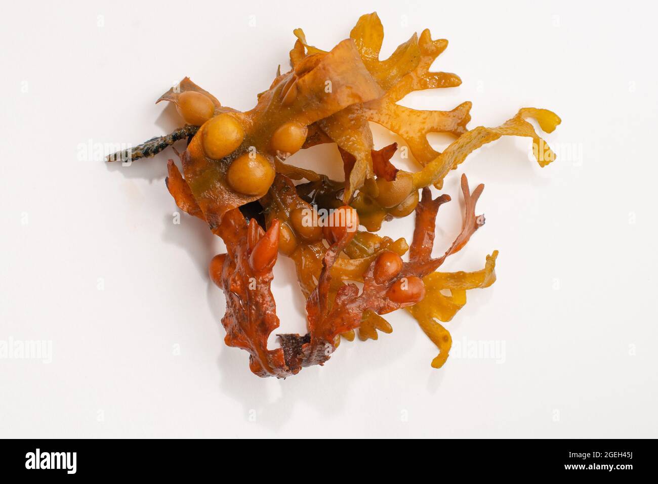 Seaweed algae isolated close up on white background Stock Photo - Alamy