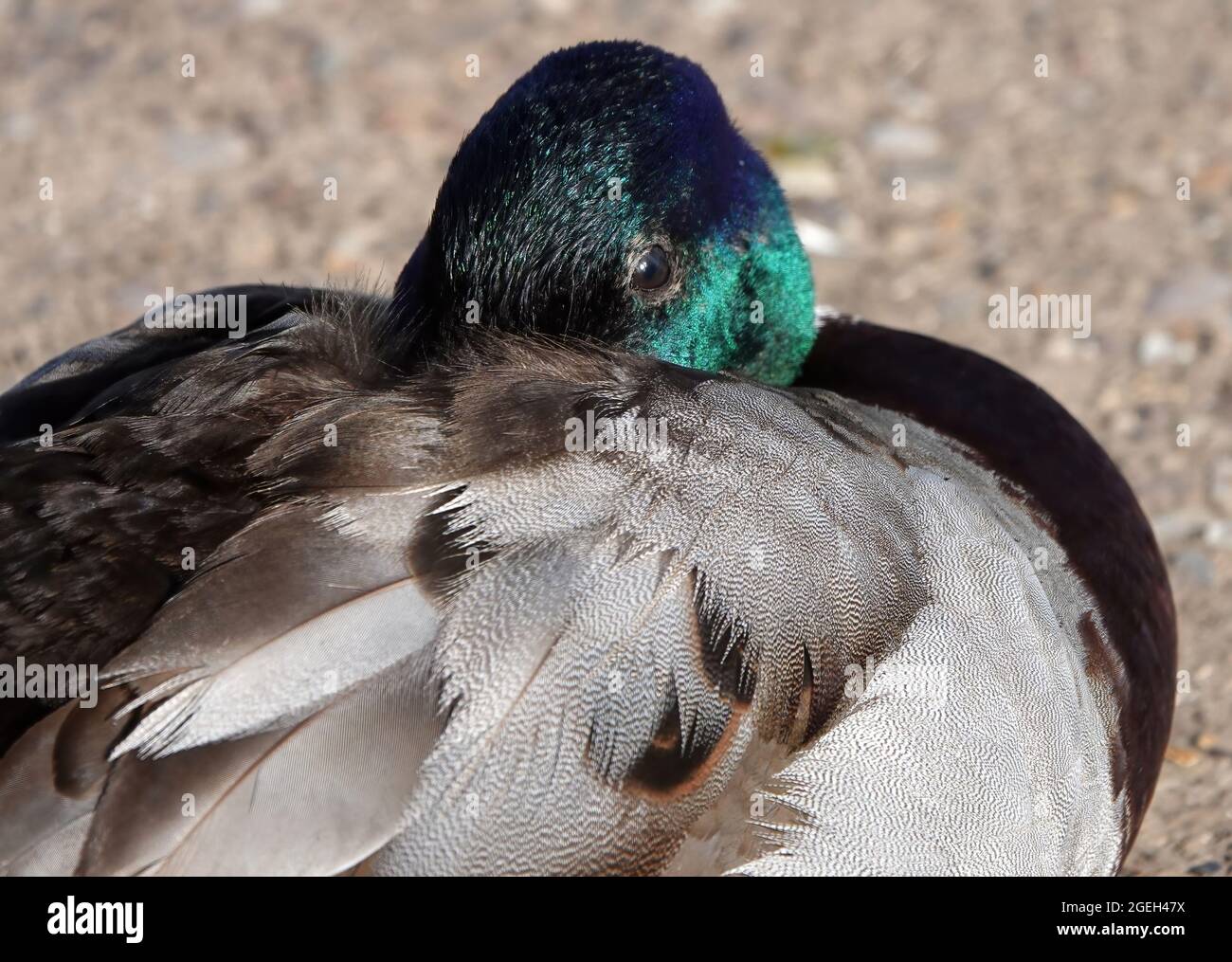 Ground duck hi-res stock photography and images - Alamy