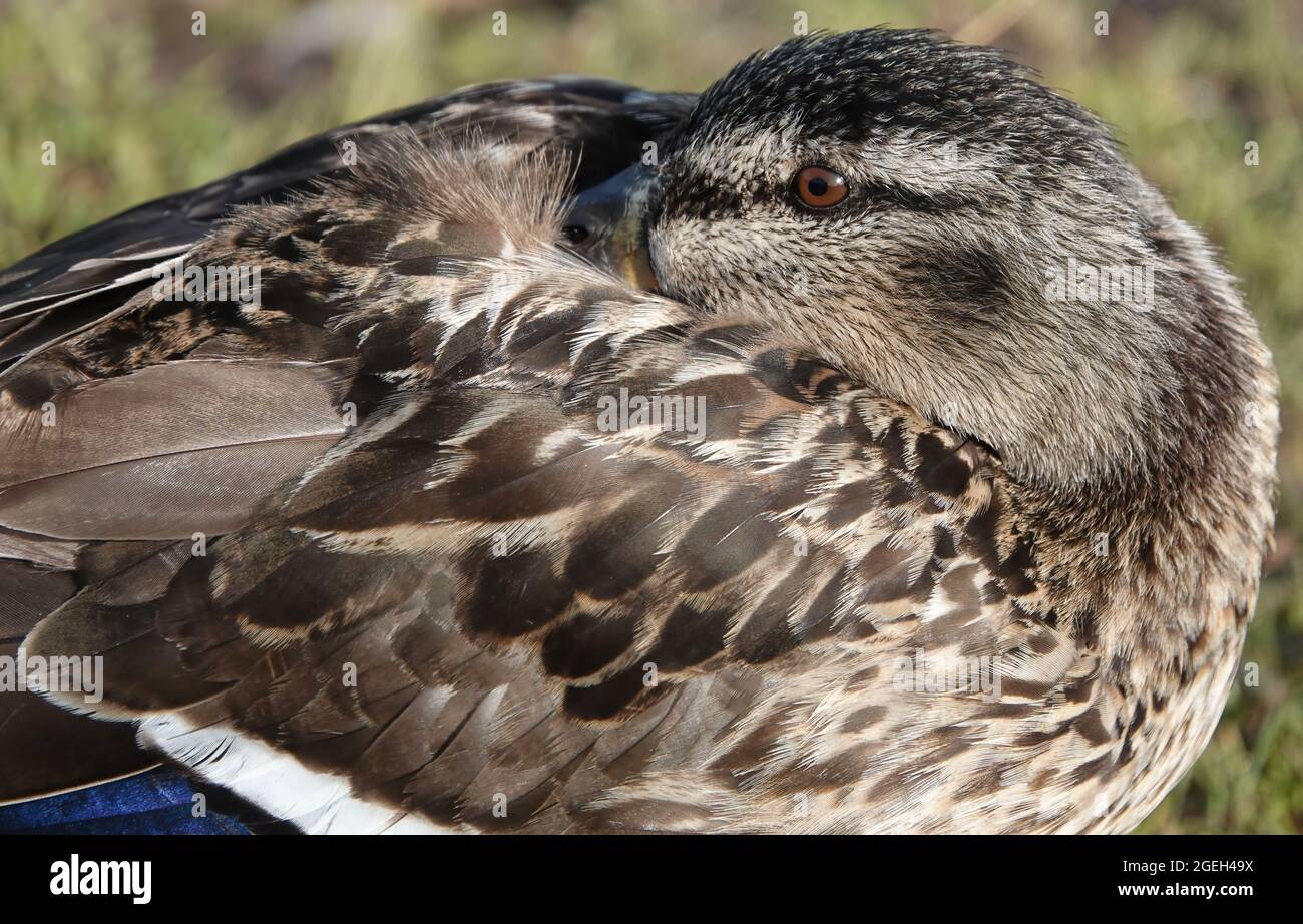 Female duck on ground hi-res stock photography and images - Alamy
