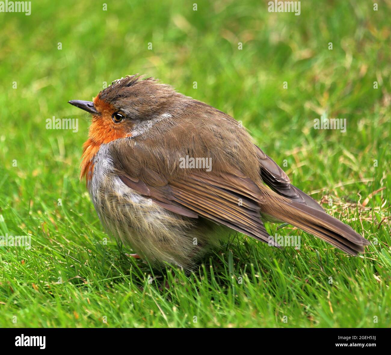 English robin hi-res stock photography and images - Alamy