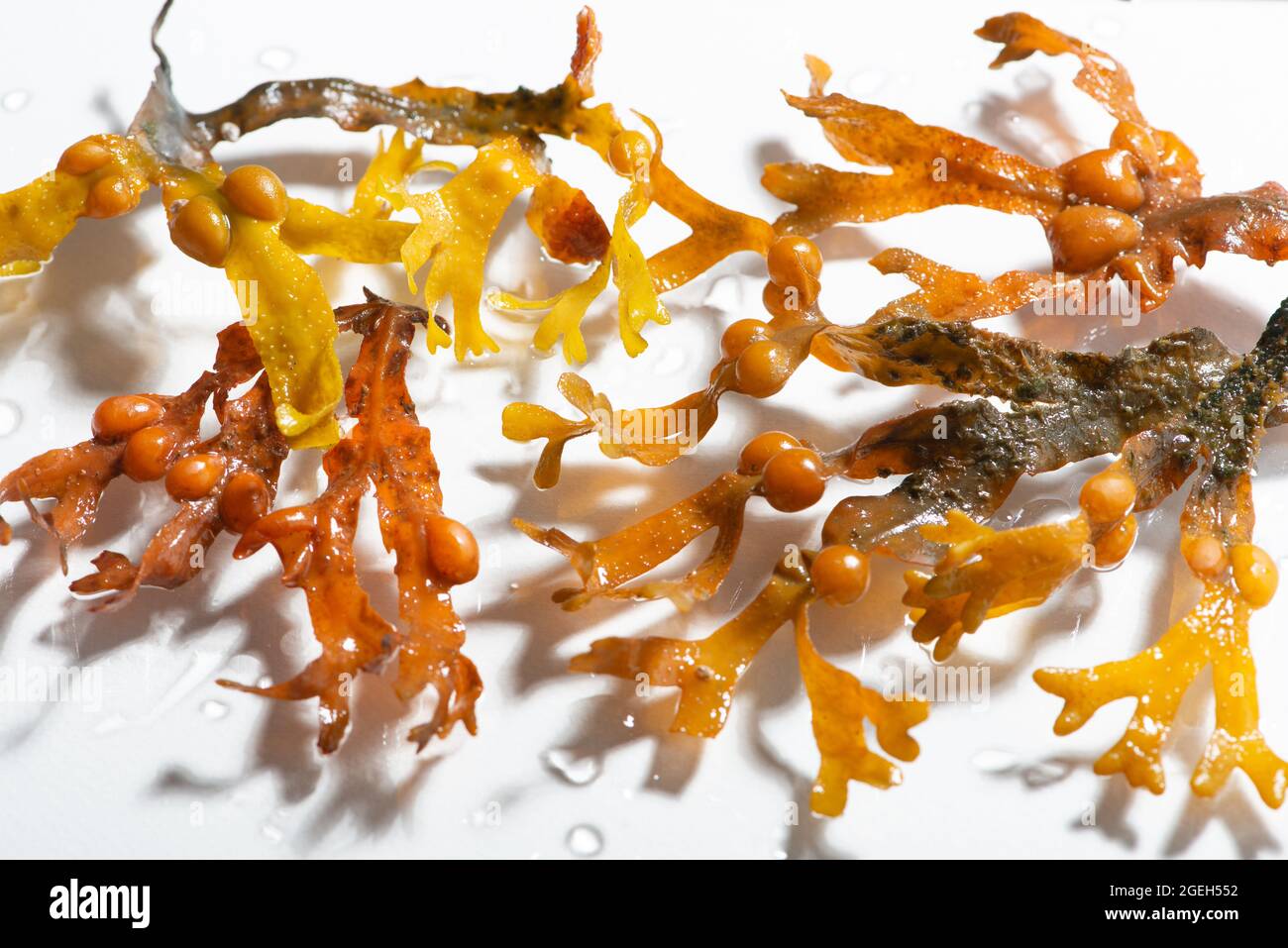 Seaweed algae close up on white background Stock Photo - Alamy