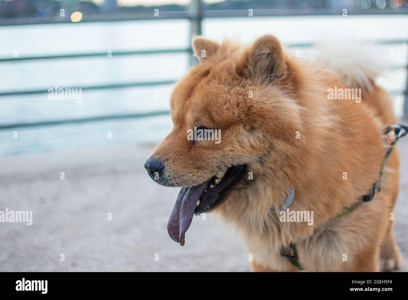 Closeup of the adorable fluffy brown Chow Chow dog with its tongue ou ...