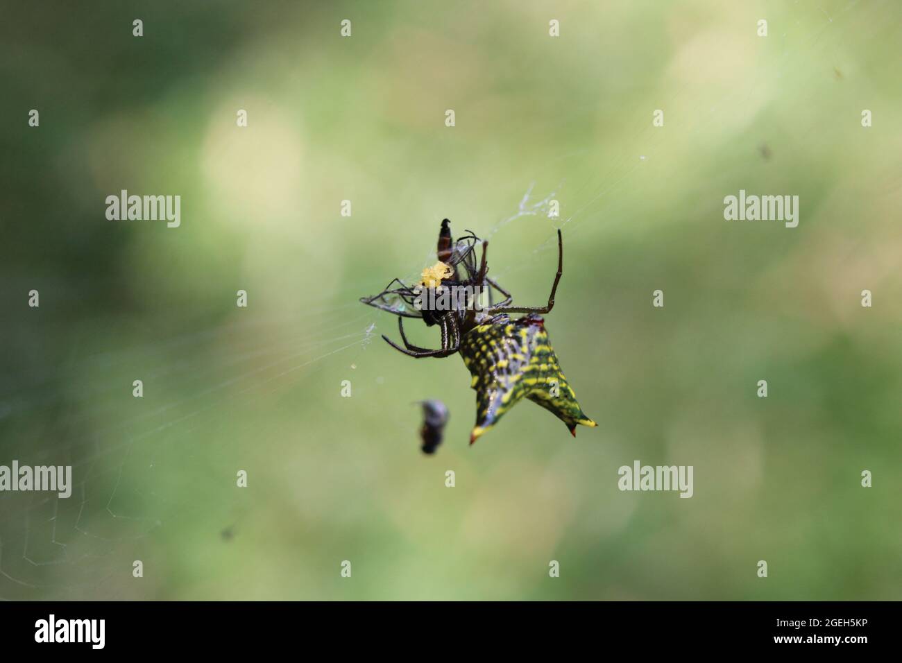 Closeup shot of an orb-weaver spider on a cobweb Stock Photo - Alamy