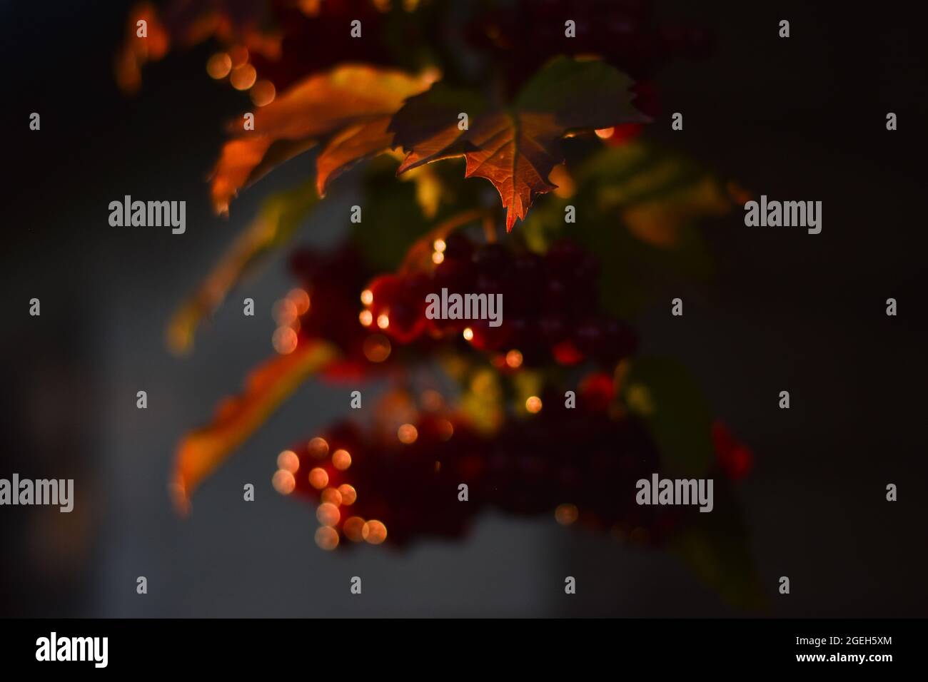 Fall bokeh background hi-res stock photography and images - Alamy