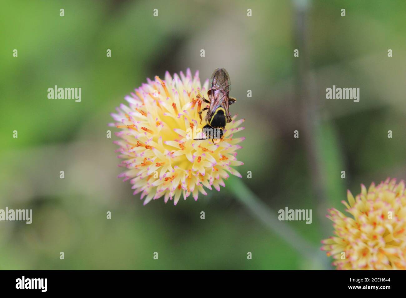 Closeup shot of a bee collecting pollen from wildflowers Stock Photo ...