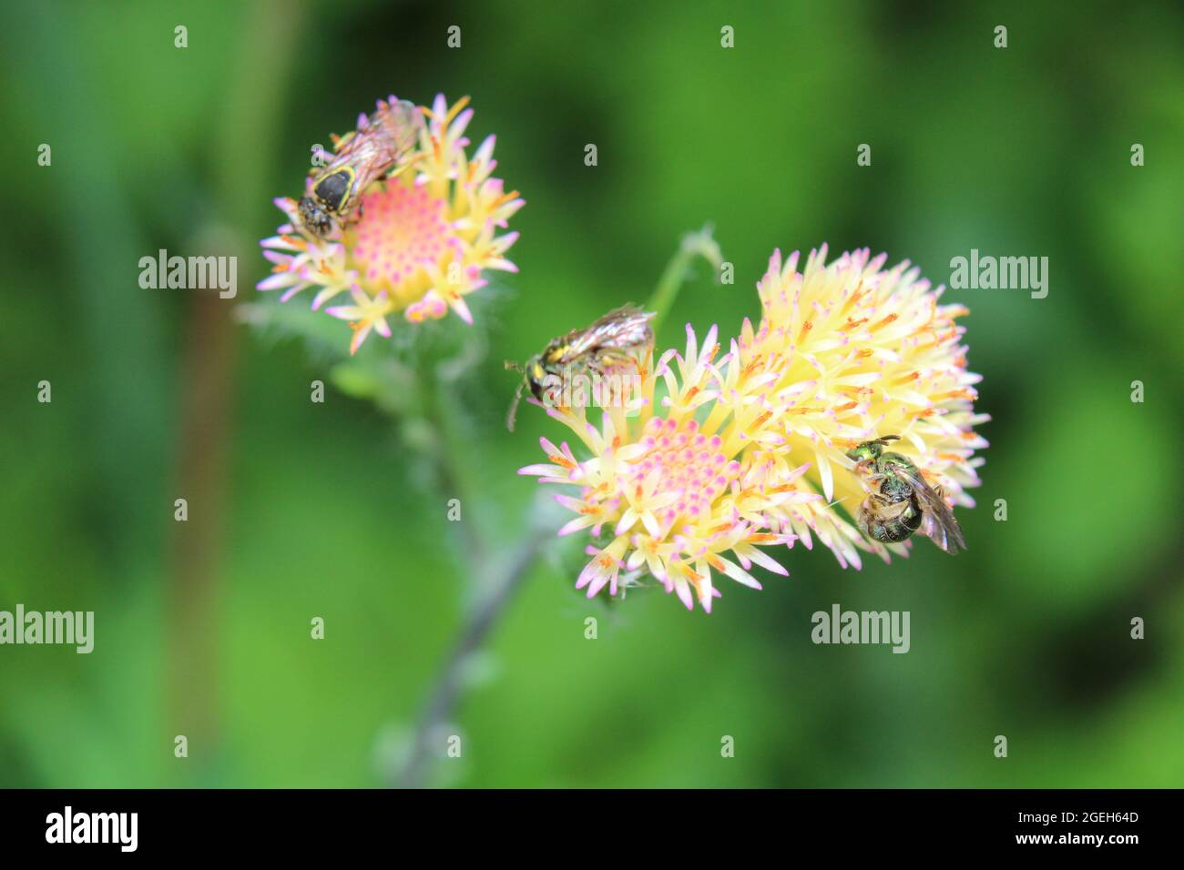 Closeup shot of bees collecting pollen from wildflowers Stock Photo - Alamy
