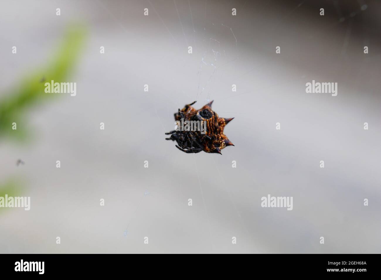 Closeup shot of an orb-weaver spider on a cobweb Stock Photo - Alamy