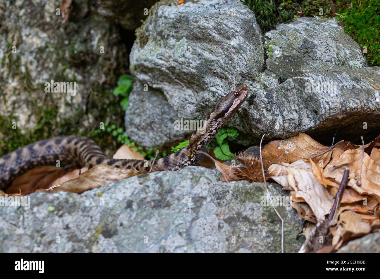 Scary snakes hi-res stock photography and images - Alamy