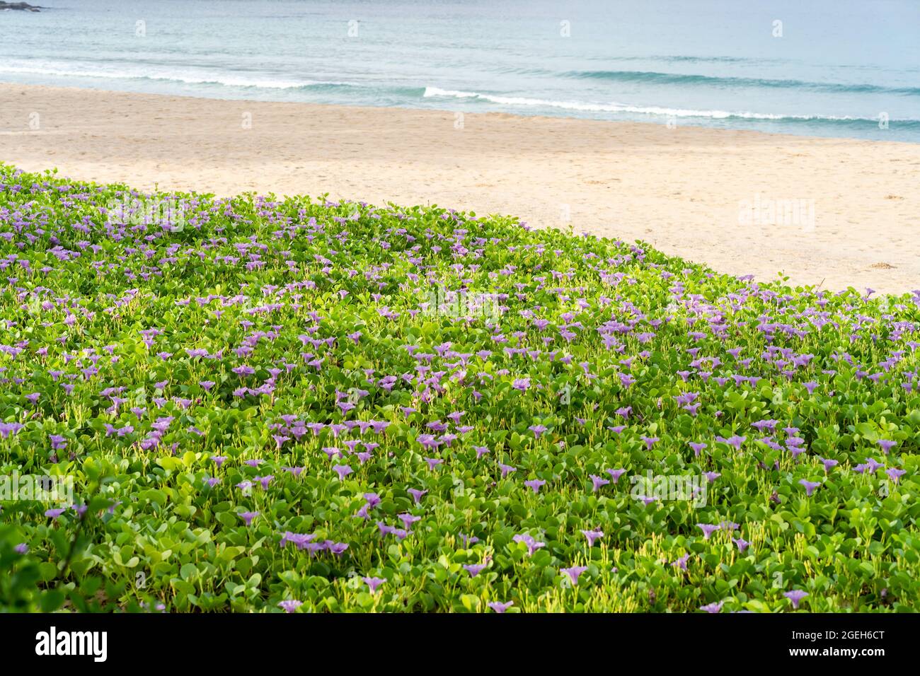 High angle shot of a sandy beach with mild waves of the ocean and green ...