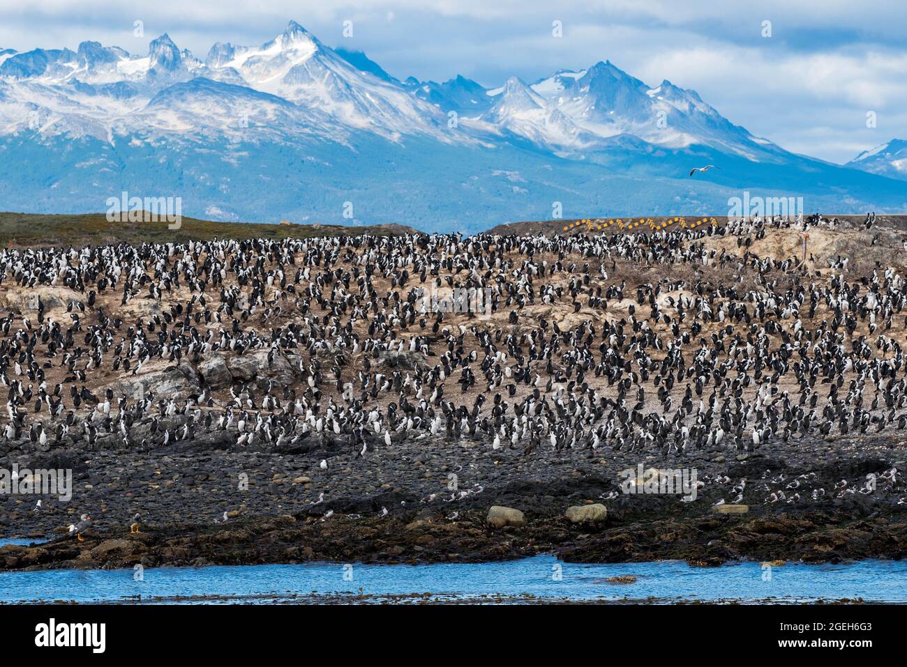 Bird Island in the Beagle Channel near the Ushuaia city. Ushuaia is the ...