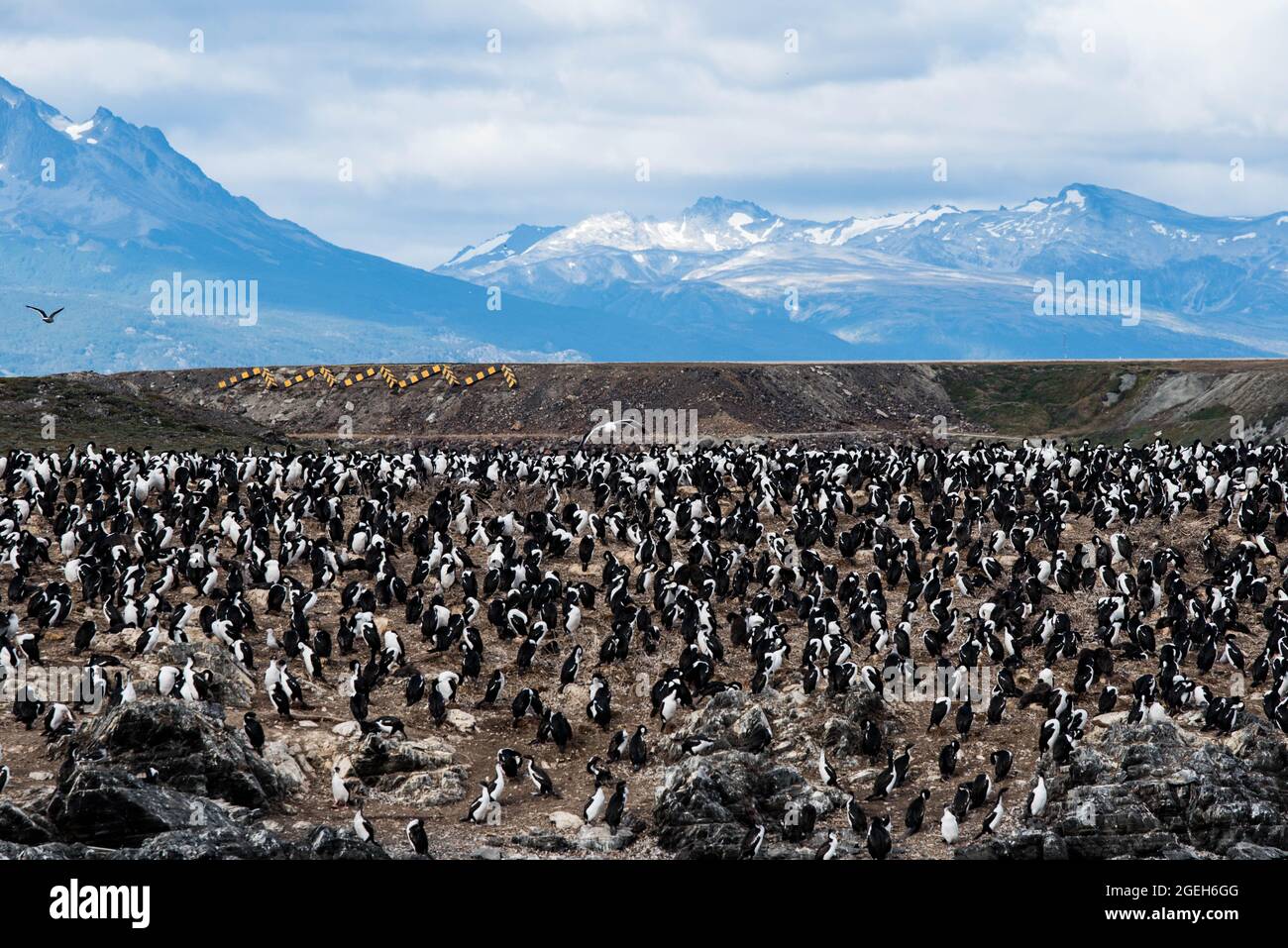 Bird Island in the Beagle Channel near the Ushuaia city. Ushuaia is the ...