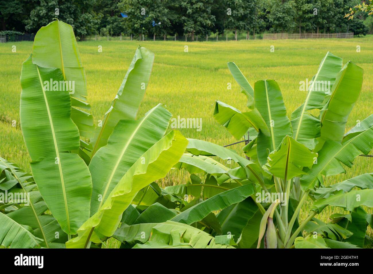 High angle shot of a green field with corn and tropic plants on a sunny ...
