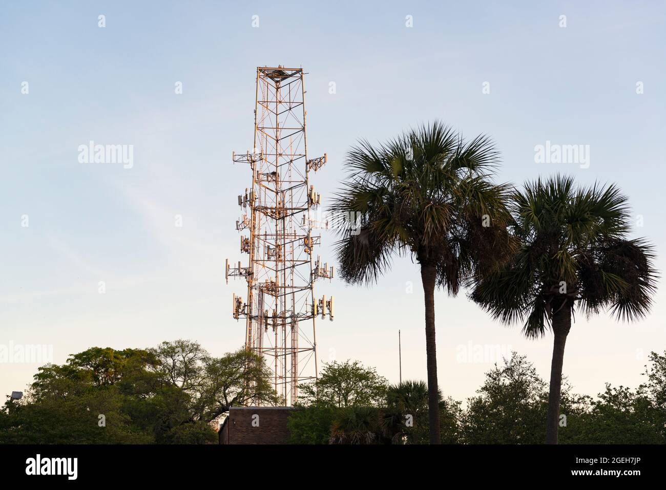 A mobile phone mast with palm trees at sunrise, Charleston, South ...