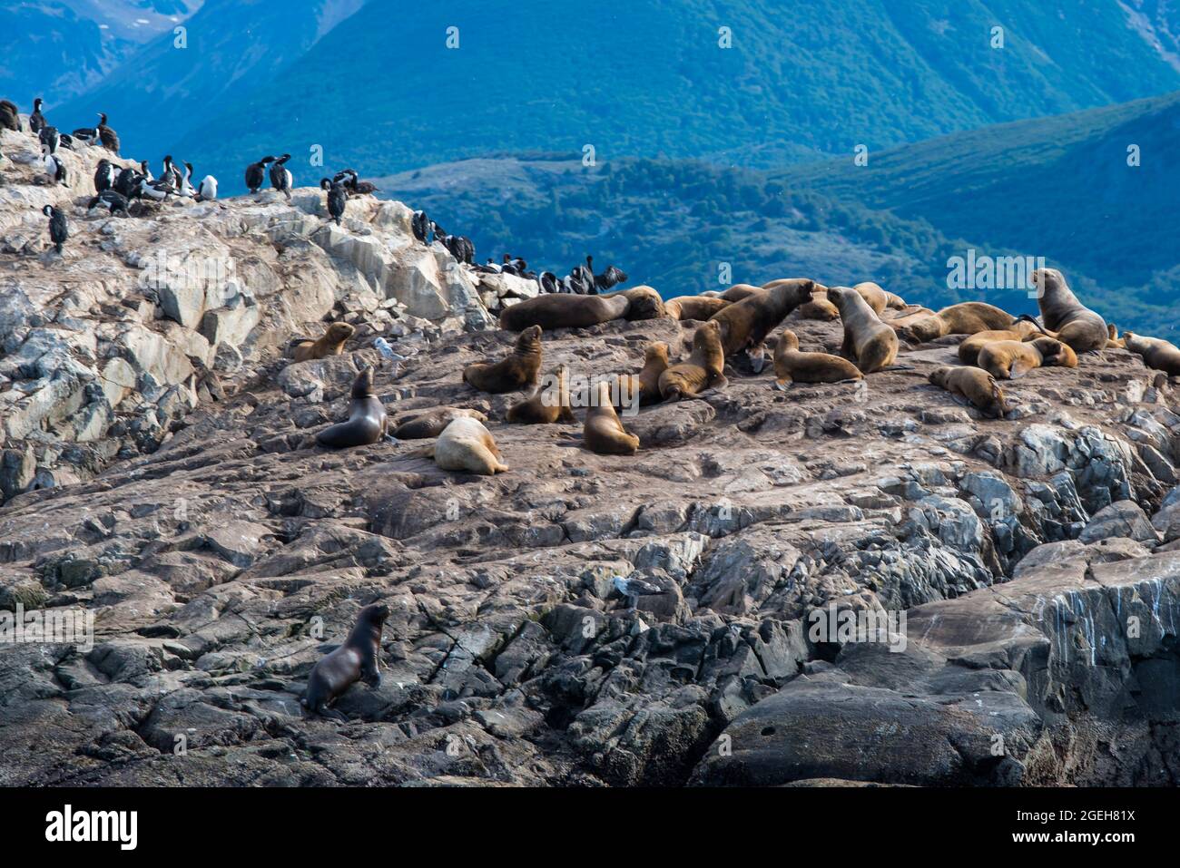 Bird Island in the Beagle Channel near the Ushuaia city. Ushuaia is the ...