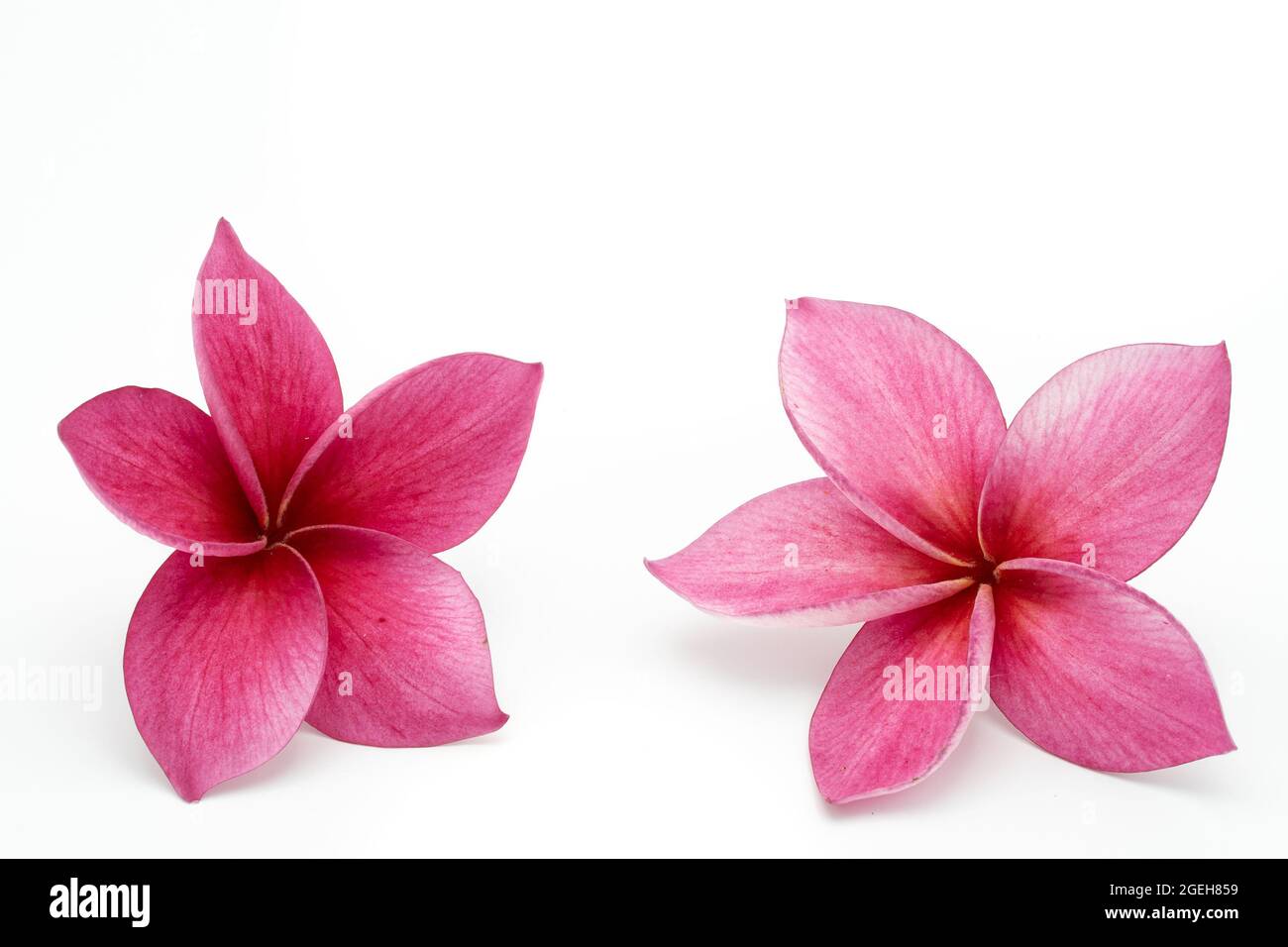 Closeup shot frangipani Cut Out Stock Images & Pictures - Alamy