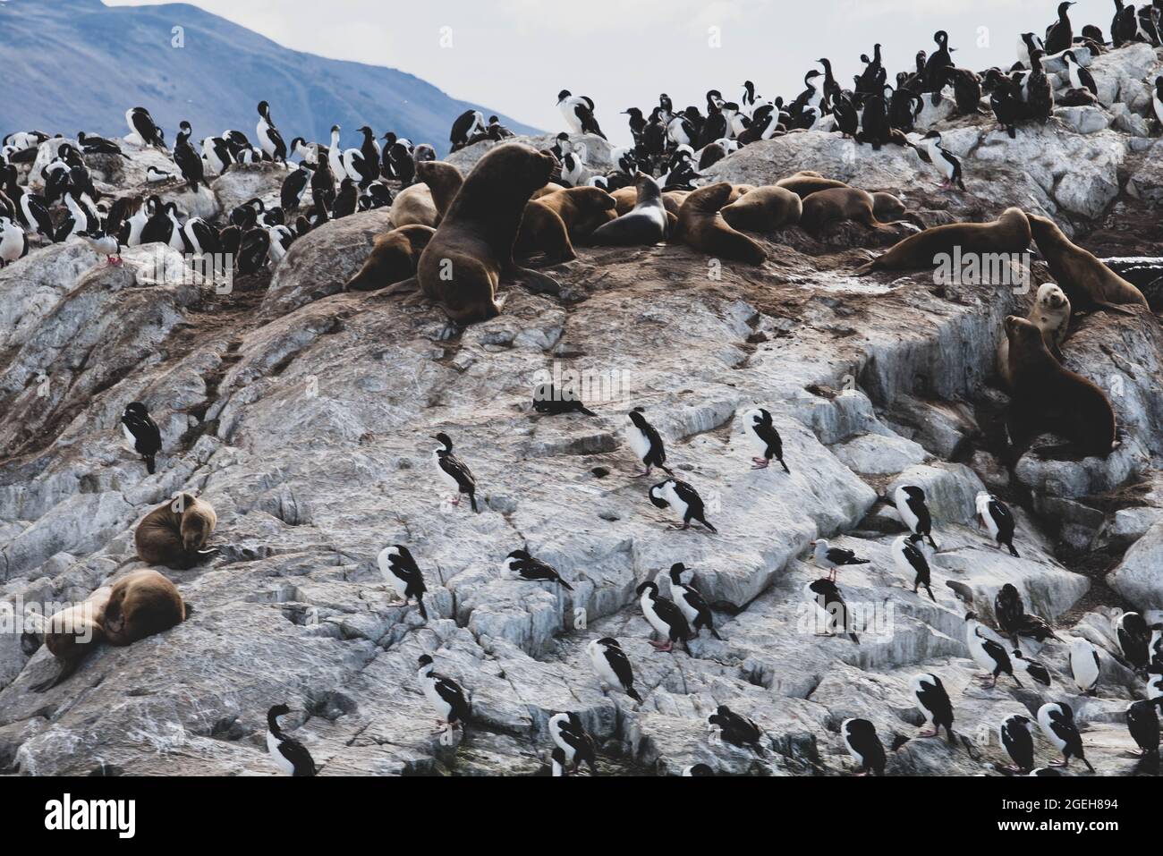 Bird Island in the Beagle Channel near the Ushuaia city. Ushuaia is the ...