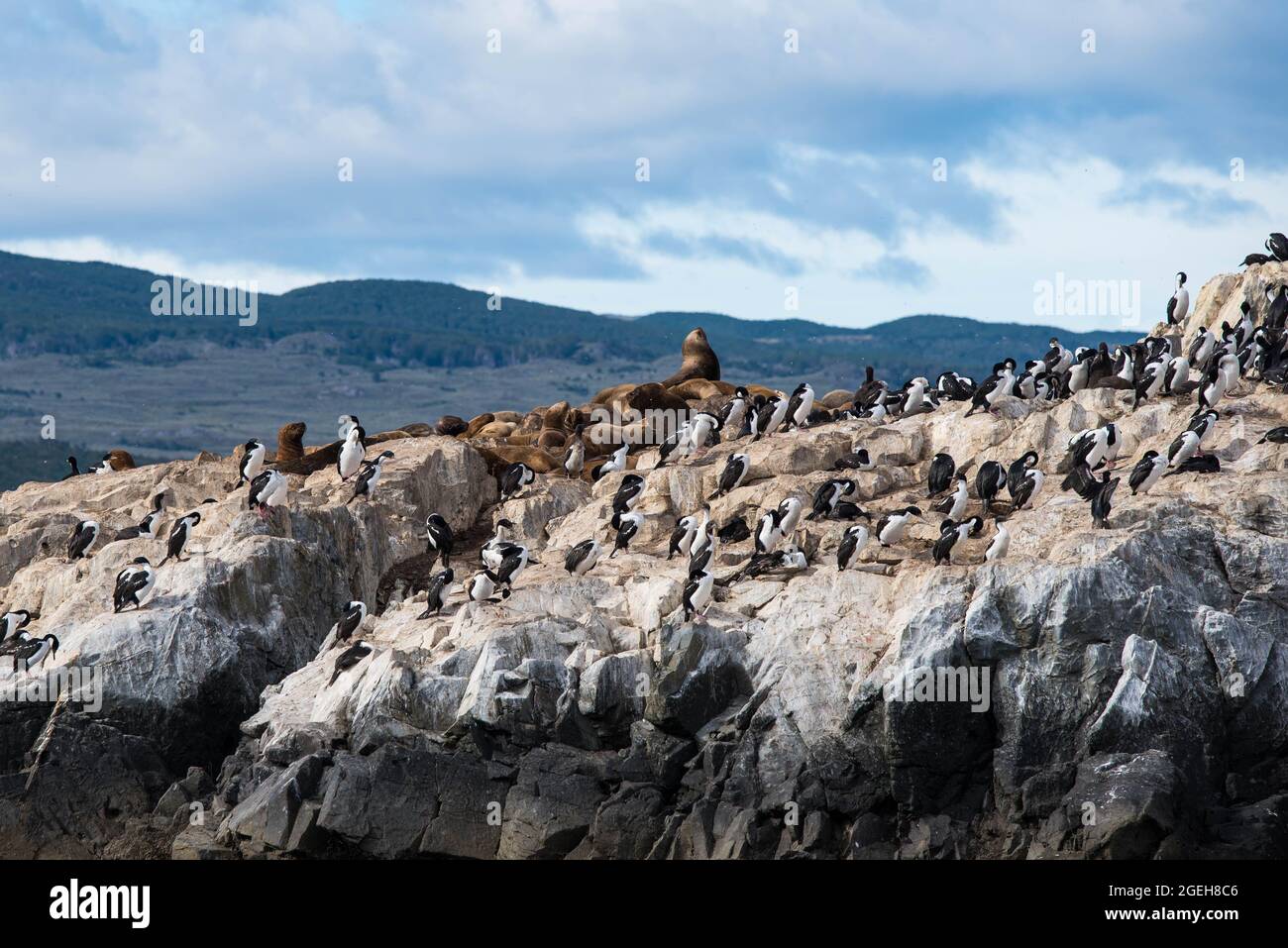 Bird Island in the Beagle Channel near the Ushuaia city. Ushuaia is the ...