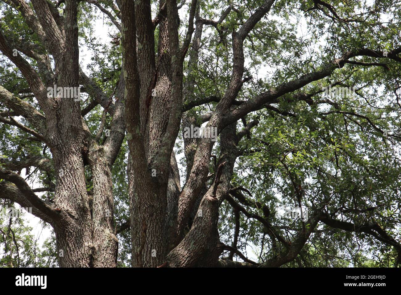 Low angle shot of a tree with widespread branches on a clear day in ...