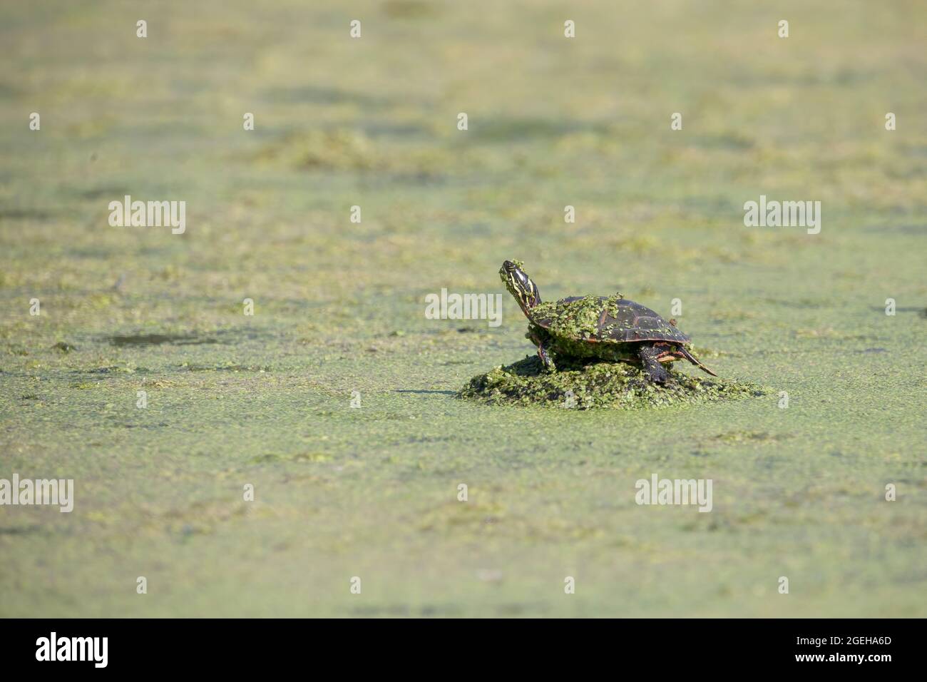 The painted turtle (Chrysemys picta) , native turtle of North America ...