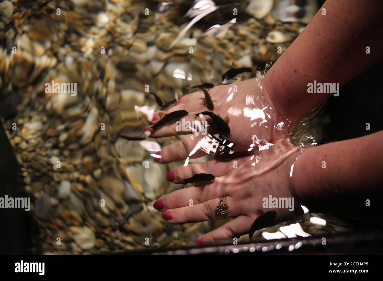 Closeup shot of a female going through fish therapy for skin at a spa ...