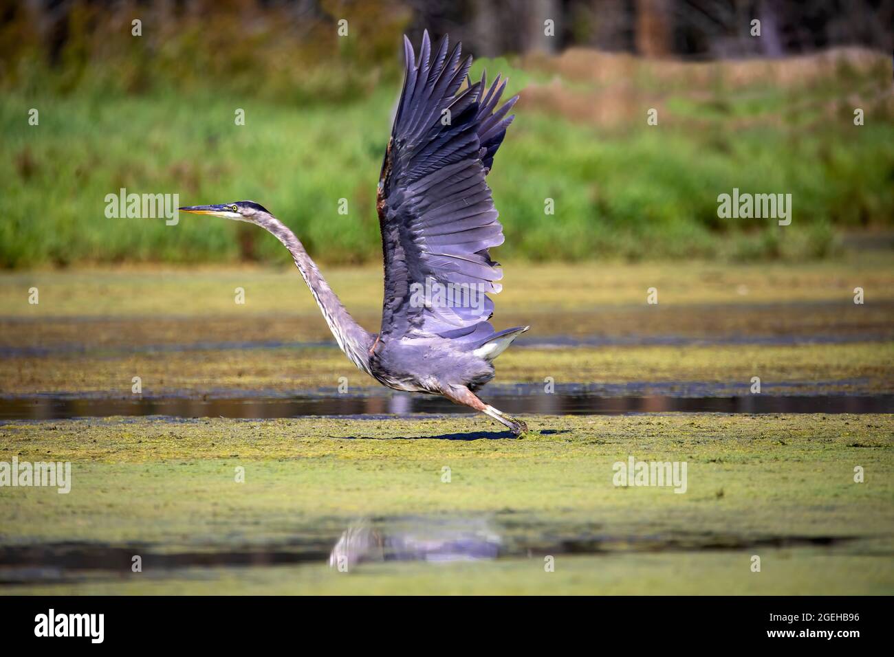 Great Blue Heron (Ardea herodias) is the largest American heron hunting ...