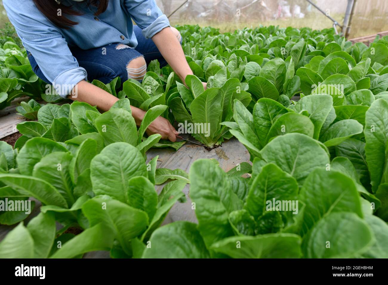 Organic vegetables. Farmer hand picking fresh butterhead lettuce, and ...