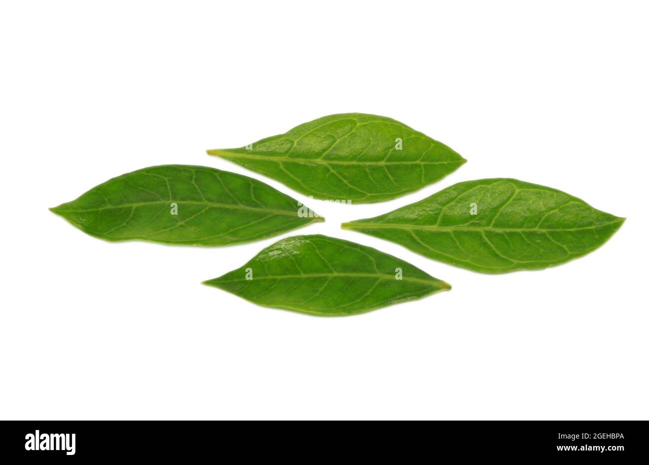 Henna tree lawsonia inermis hi-res stock photography and images - Alamy