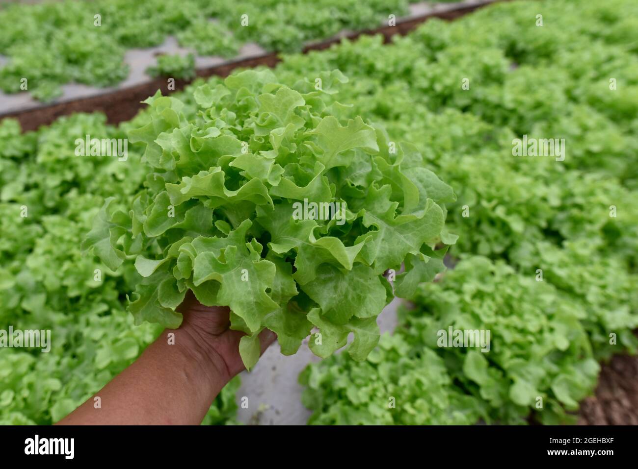 fresh organic green oak lettuce, cos lettuce or Salad vegetable in ...