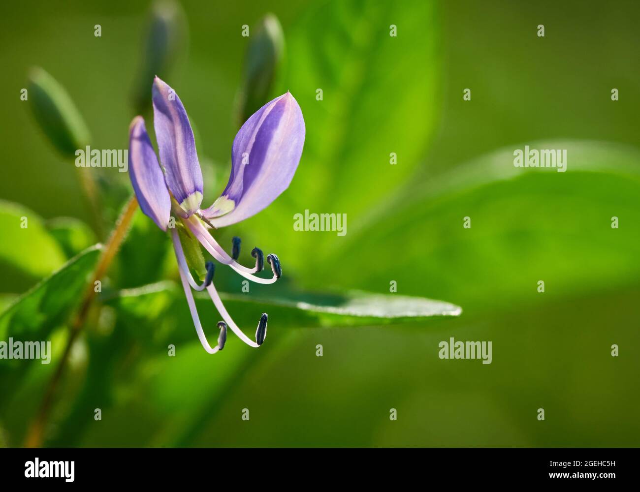 Purple botany hi-res stock photography and images - Alamy