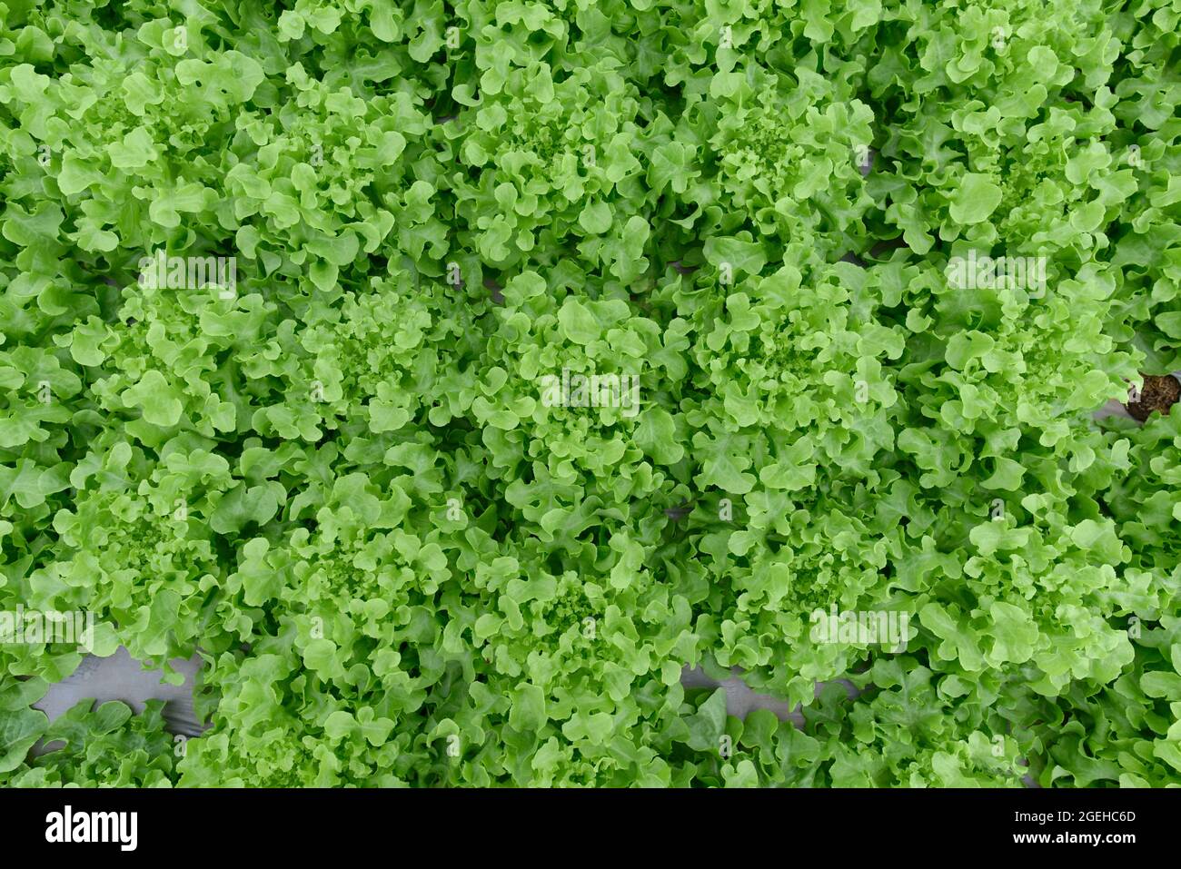 top view Beautiful organic green oak lettuce, cos lettuce or Salad ...