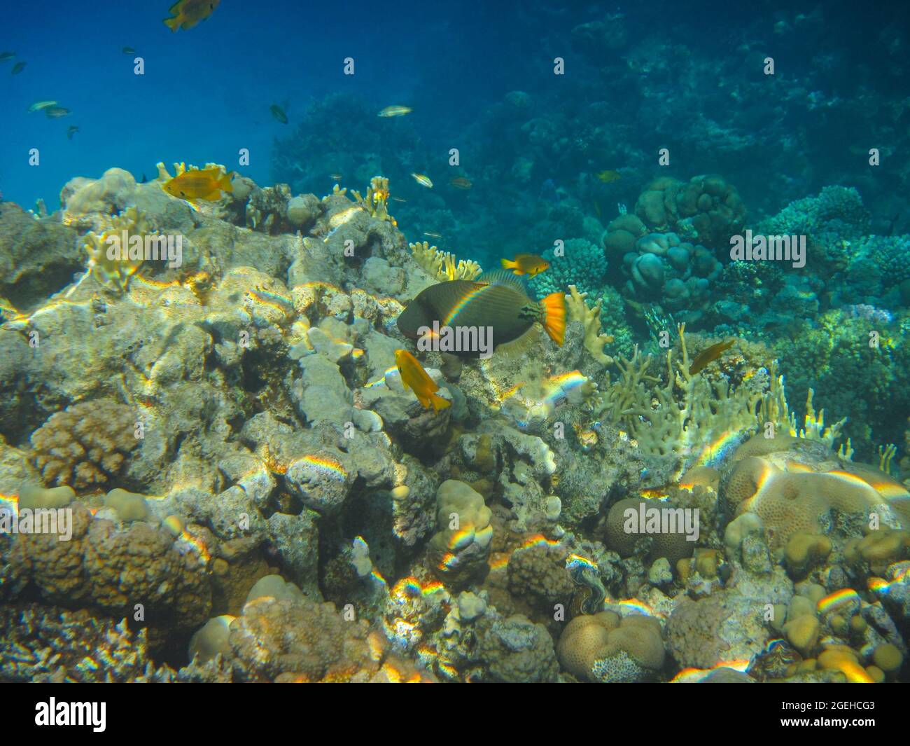 Underwater photography of the Red Sea reefs in South Sinai Stock Photo ...