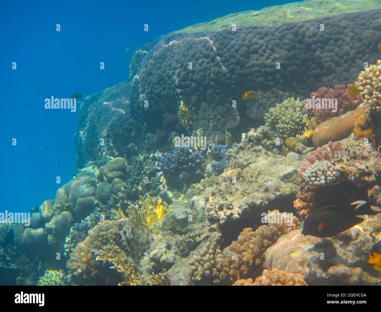 Underwater photography of the Red Sea reefs in South Sinai Stock Photo ...