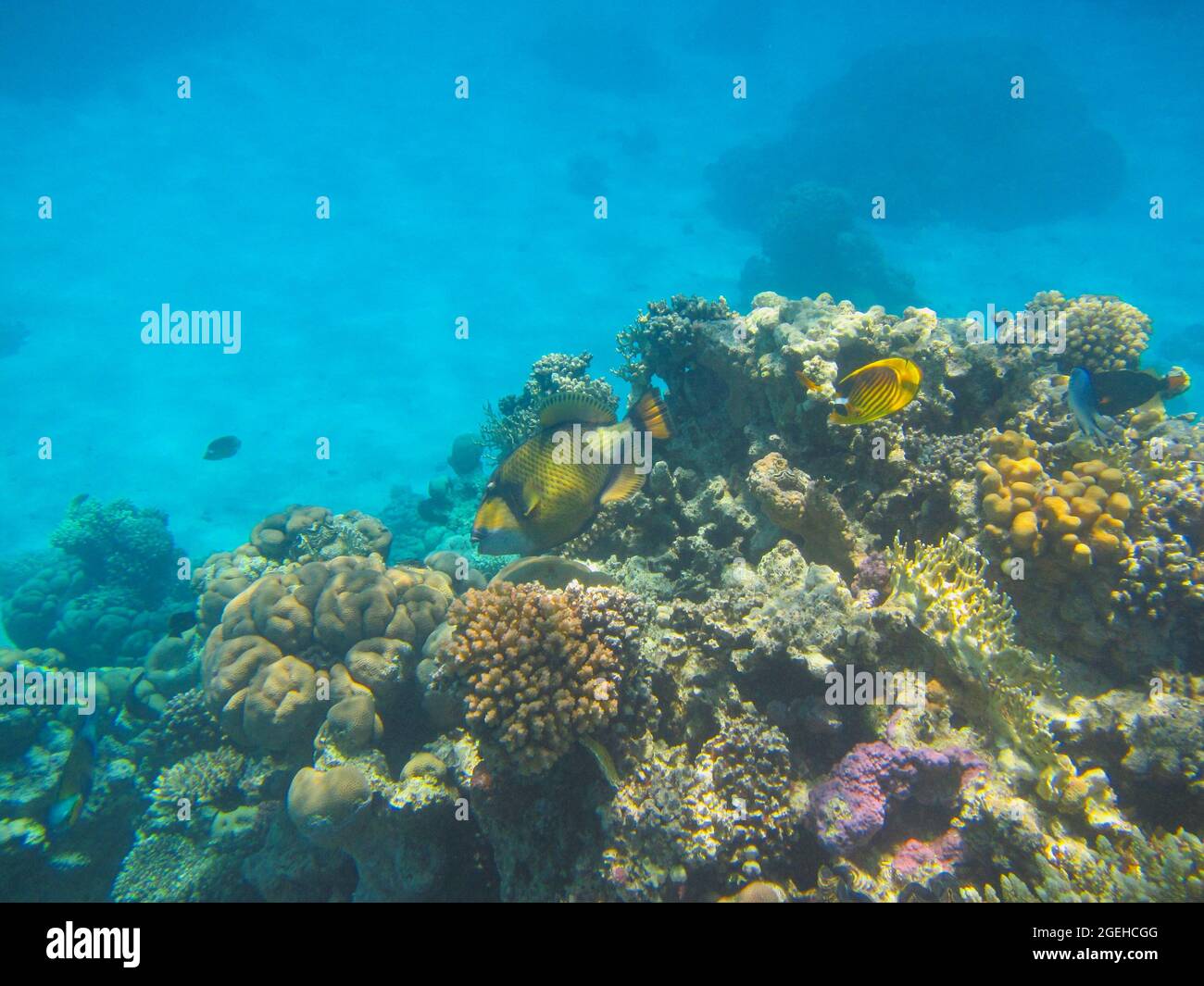 Underwater photography of the Red Sea reefs in South Sinai Stock Photo ...