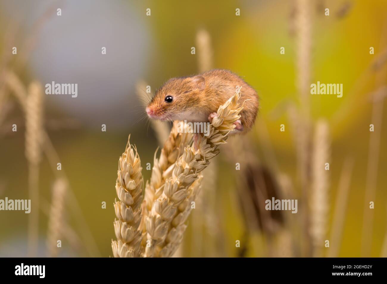 Field mice hi-res stock photography and images - Alamy