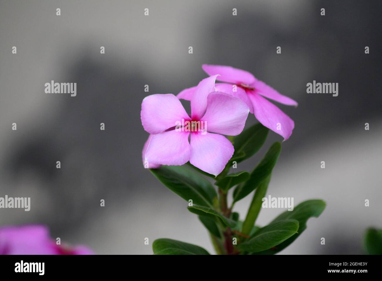 Madagascar periwinkle also known as Cape periwinkle (Catharanthus ...