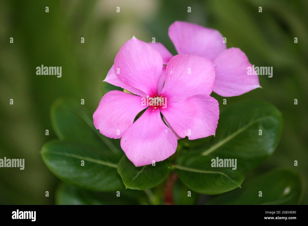 Madagascar periwinkle also known as Cape periwinkle (Catharanthus ...
