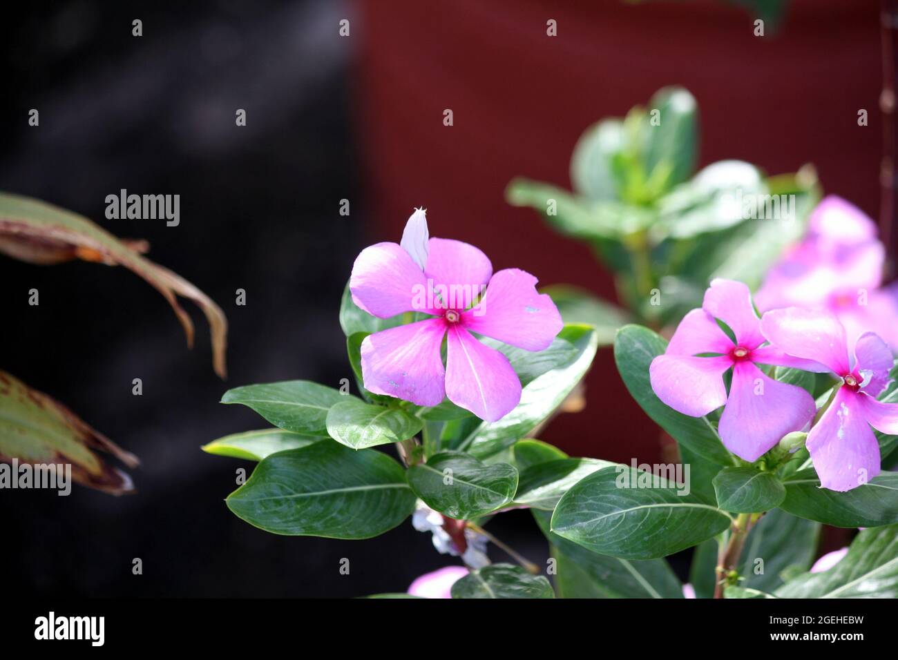 Madagascar periwinkle also known as Cape periwinkle (Catharanthus ...
