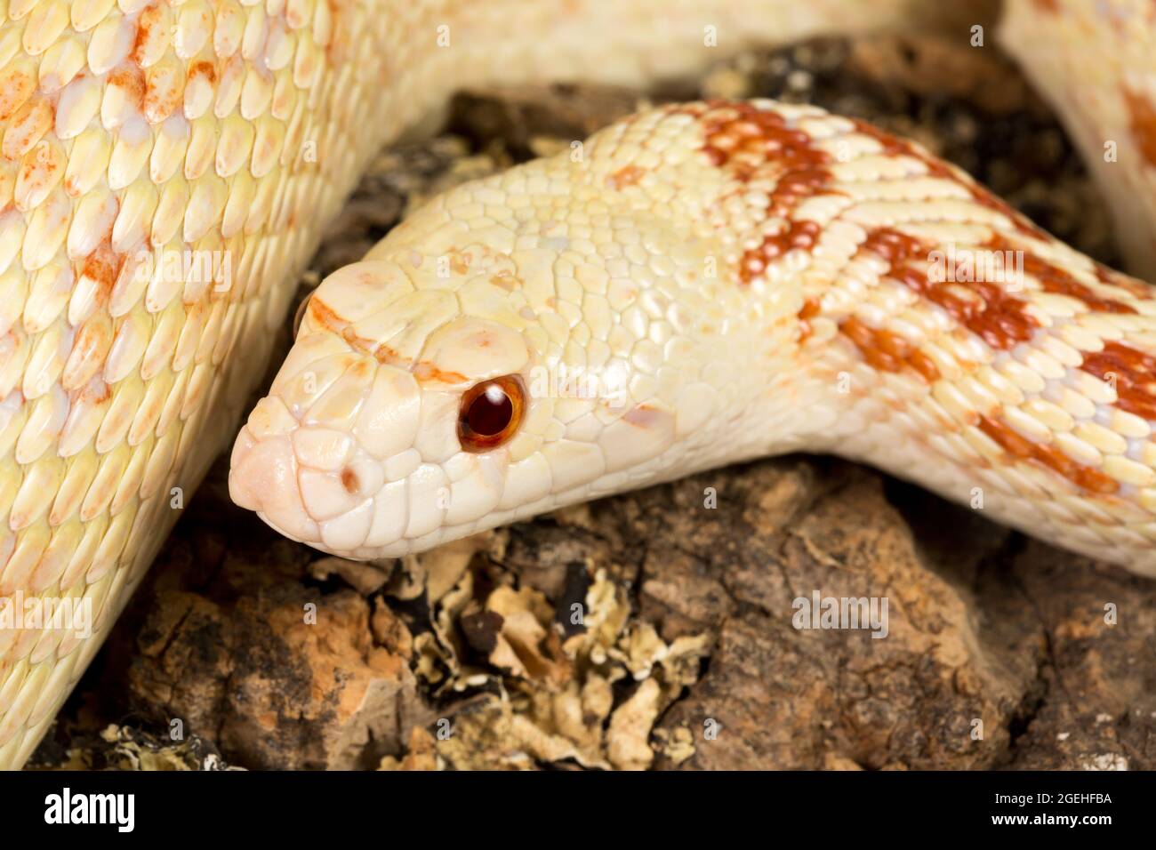Detail of the head of a beautiful female adult bullsnake Stock Photo ...