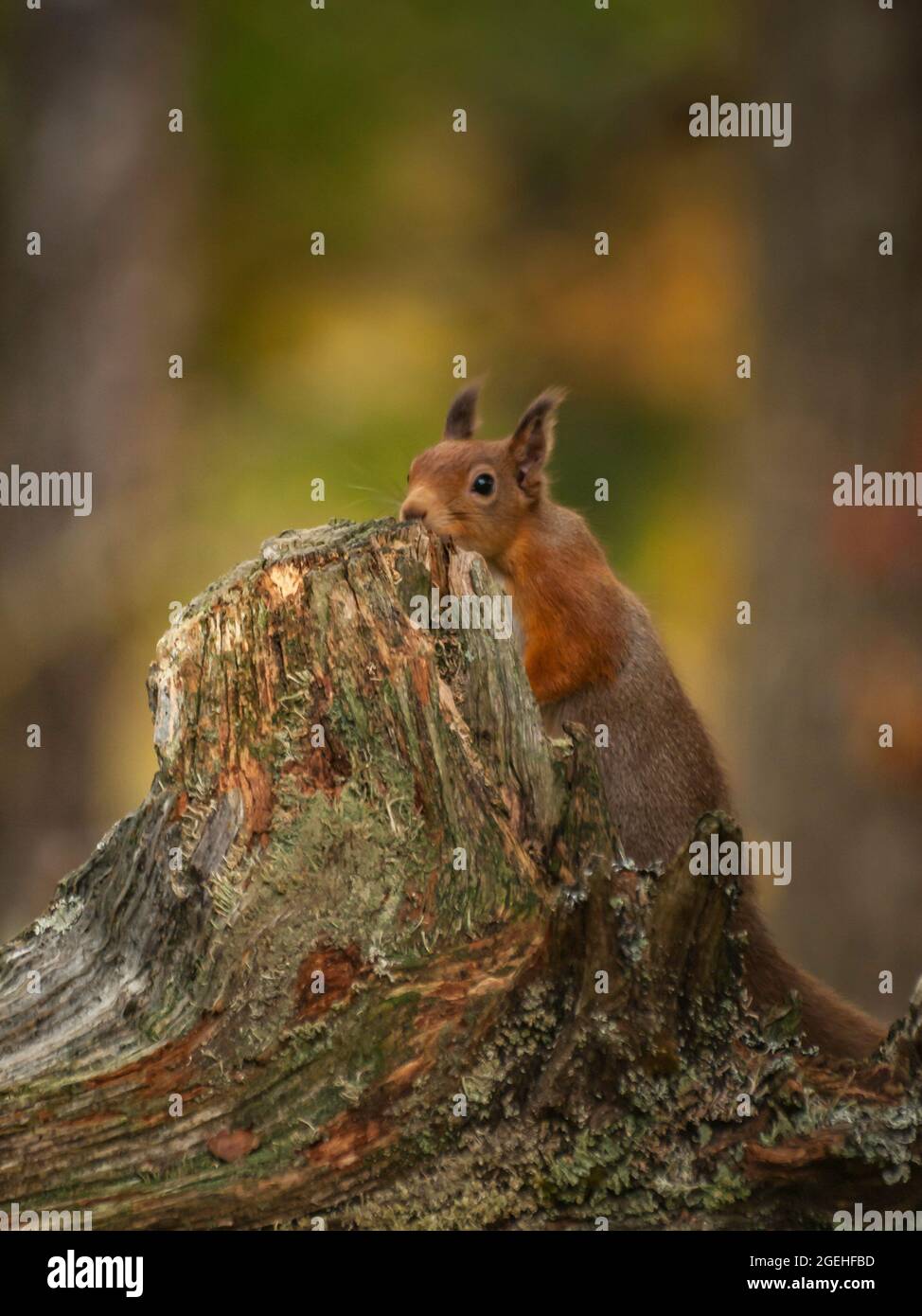 Red Squirrel (Sciurus vulgaris) peeking over a tree stump, Scottish ...