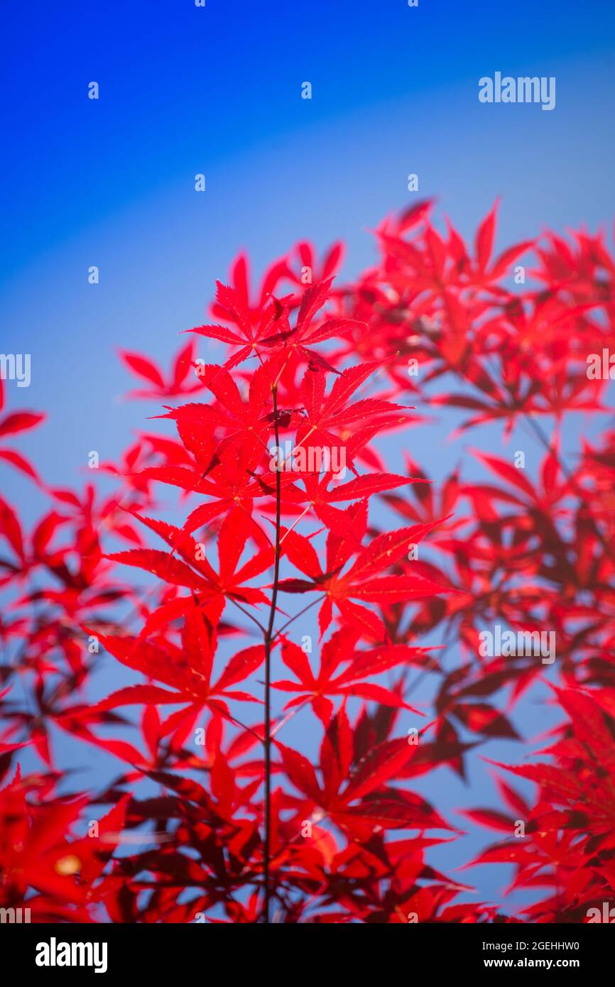 The bright color of the red maple leaves flung against the blue sky ...