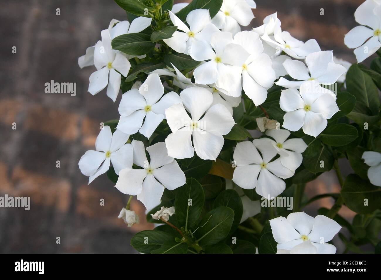 Madagascar periwinkle also known as Cape periwinkle (Catharanthus ...
