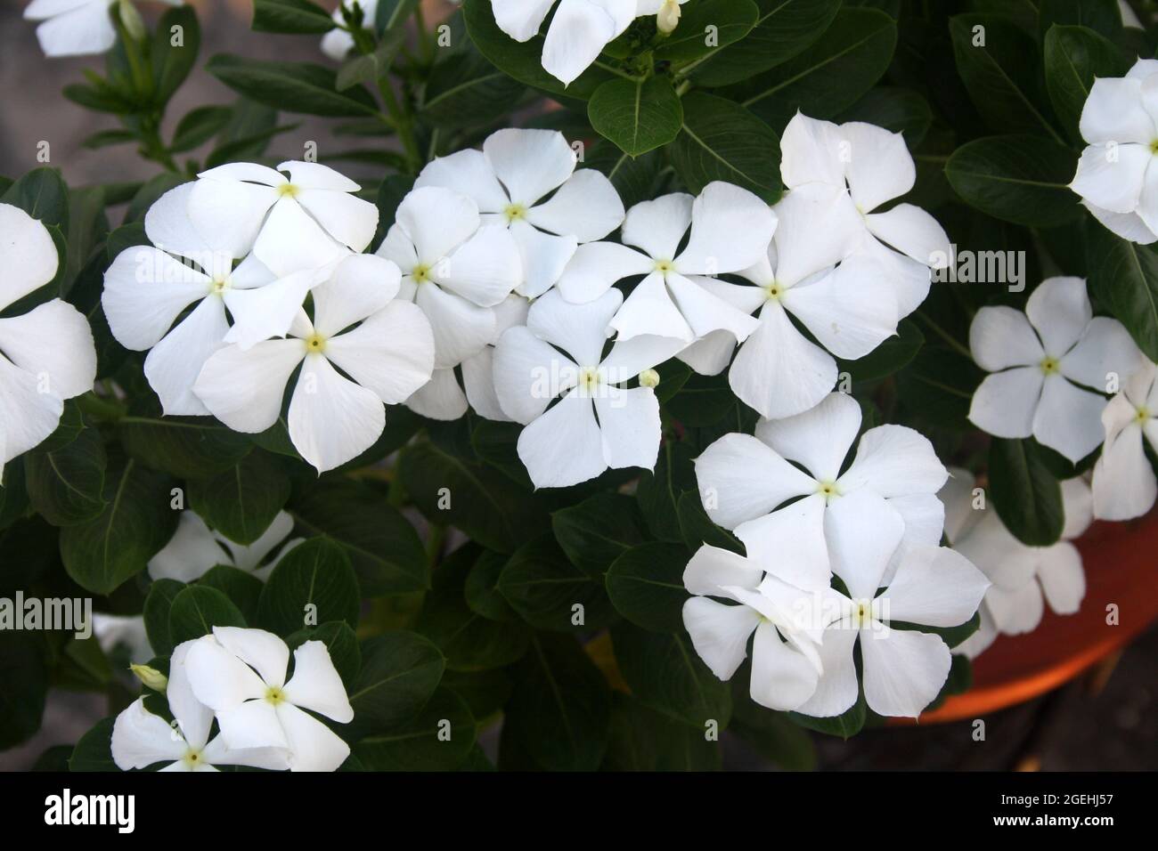 Madagascar periwinkle also known as Cape periwinkle (Catharanthus ...