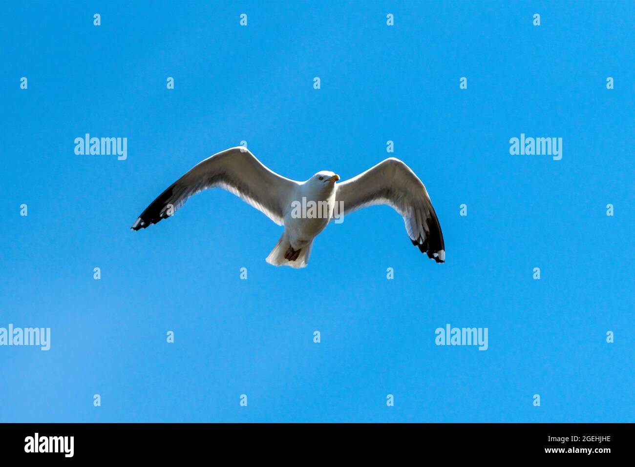 Common Gull (Larus canus) seagull bird in flight flying in the UK with ...