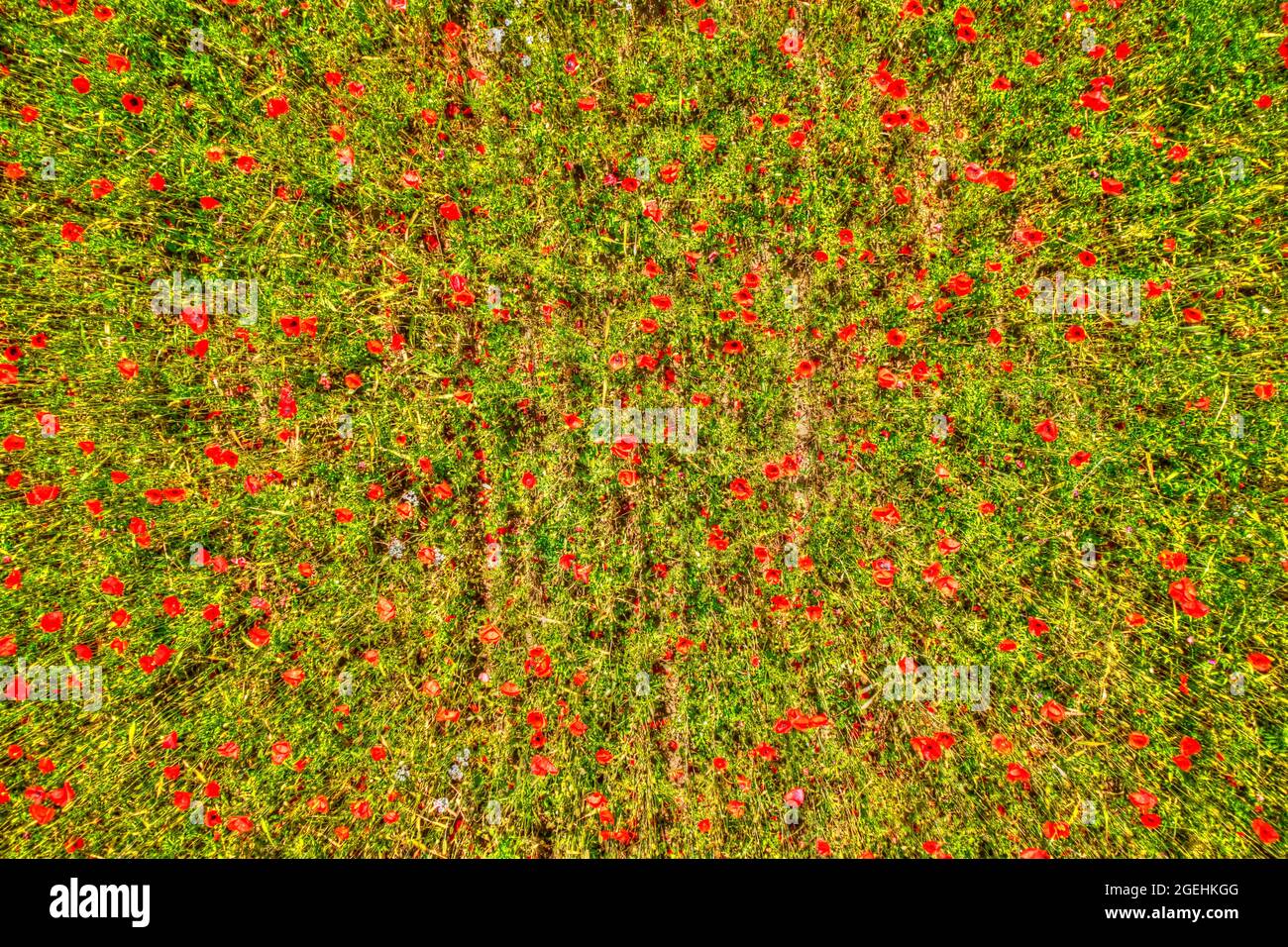 Aerial view of a field of poppies in full bloom Stock Photo - Alamy