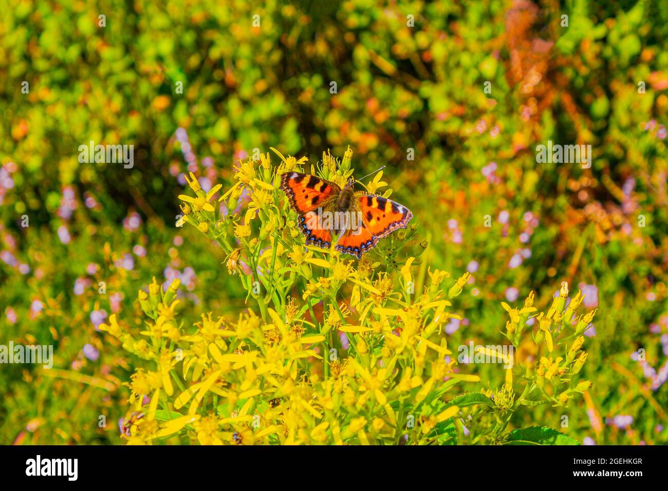Orange butterfly Small Fox Tortoiseshell Aglais urticae on yellow ...