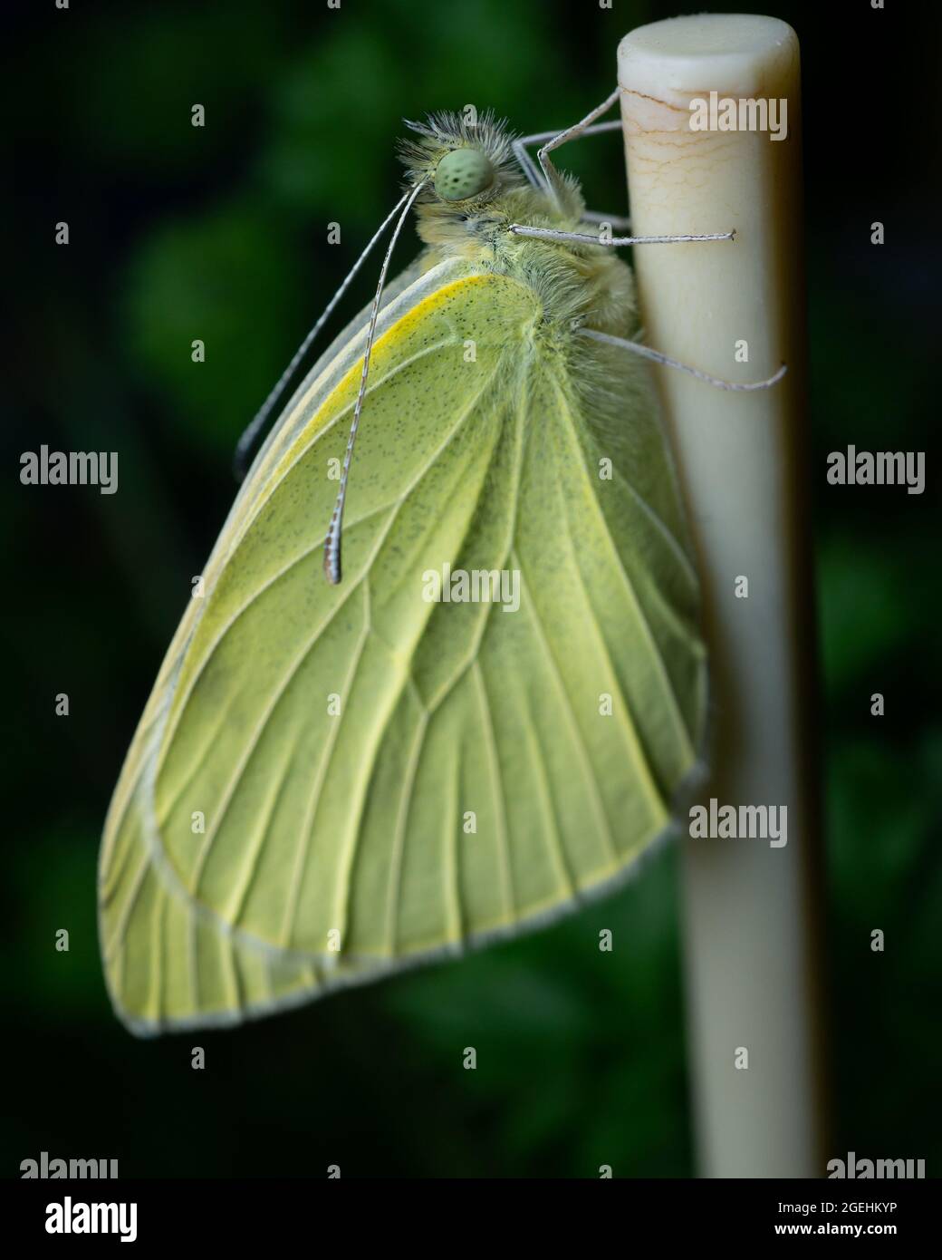 Nice green butterfly with large wings Stock Photo - Alamy